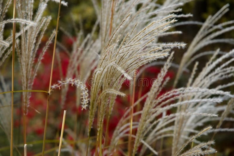 Autumn Grass Picture. Image: 1477782
