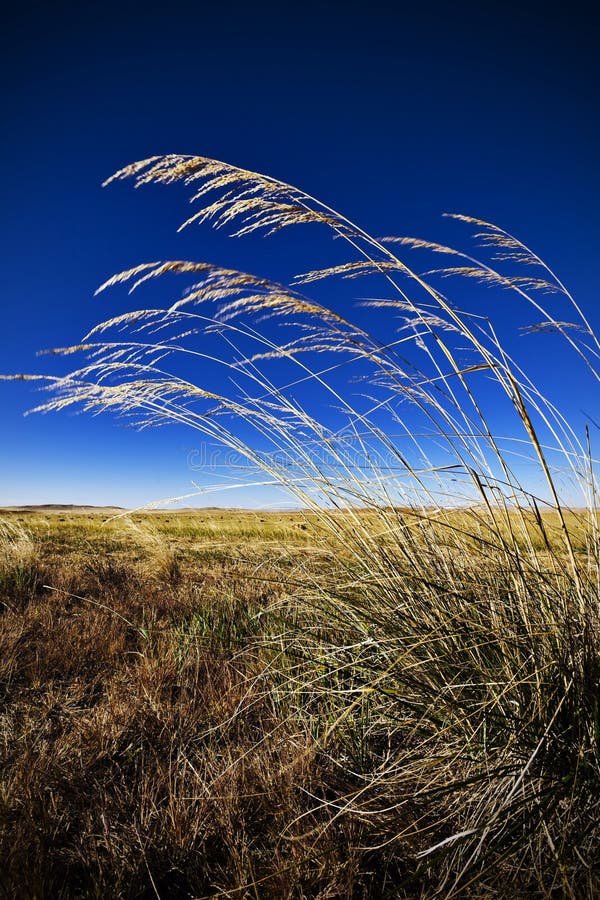 Autumn grass stock image. Image of green, nature, lawn - 16479077