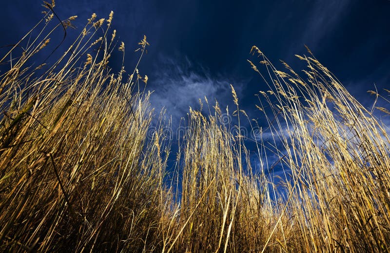 Autumn grass stock photo. Image of autumn, meadow, flora - 16479134