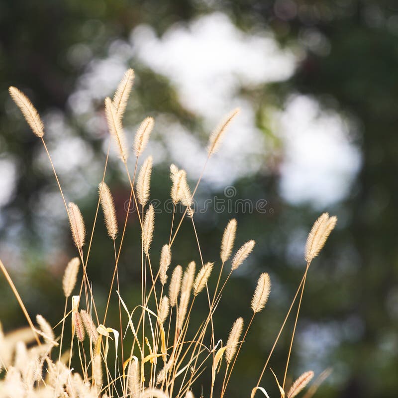 Autumn grass stock photo. Image of grass, nature, closeup - 24071898