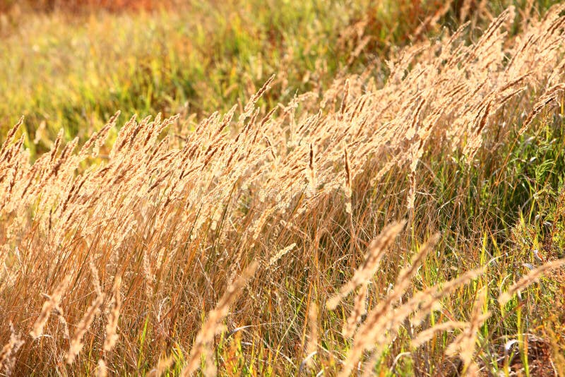 Autumn grass stock photo. Image of closeup, sunlight - 24456196