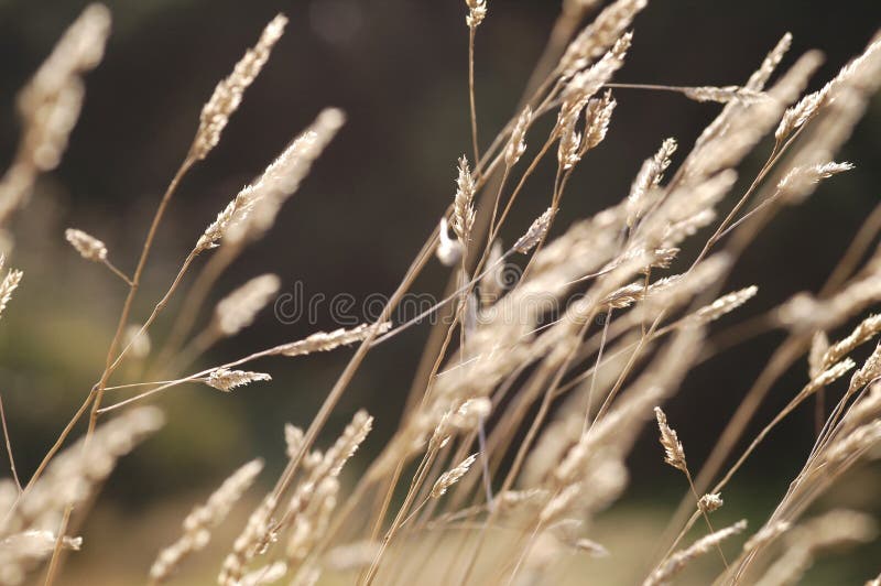Autumn Grass stock image. Image of growth, beauty, farmers - 308625