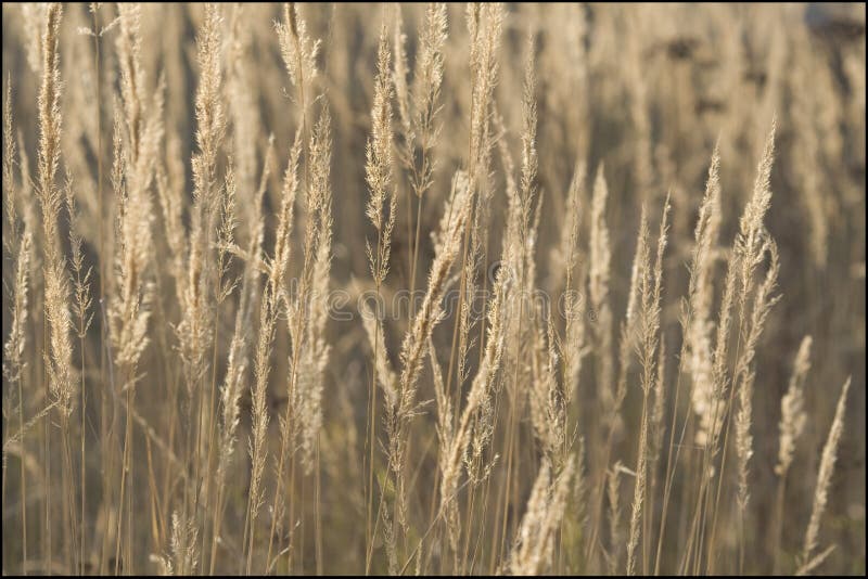 Autumn grass stock image. Image of field, plant, brown - 7097877