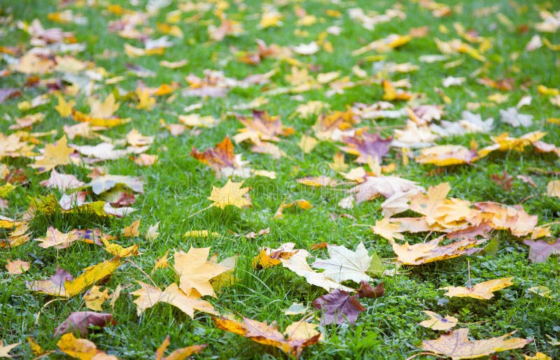 Autumn grass background stock photo. Image of plant, green - 10388050