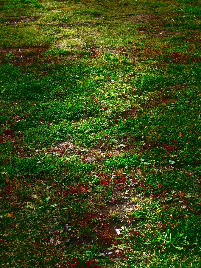 Autumn Grass Picture. Image: 1477782