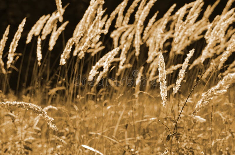 Autumn grass stock photo. Image of nature, artistic, fall - 62451668