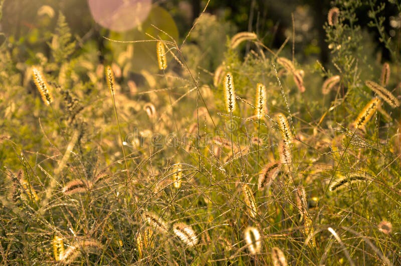 Autumn Grass Field stock photo. Image of sunset, orange - 26957282