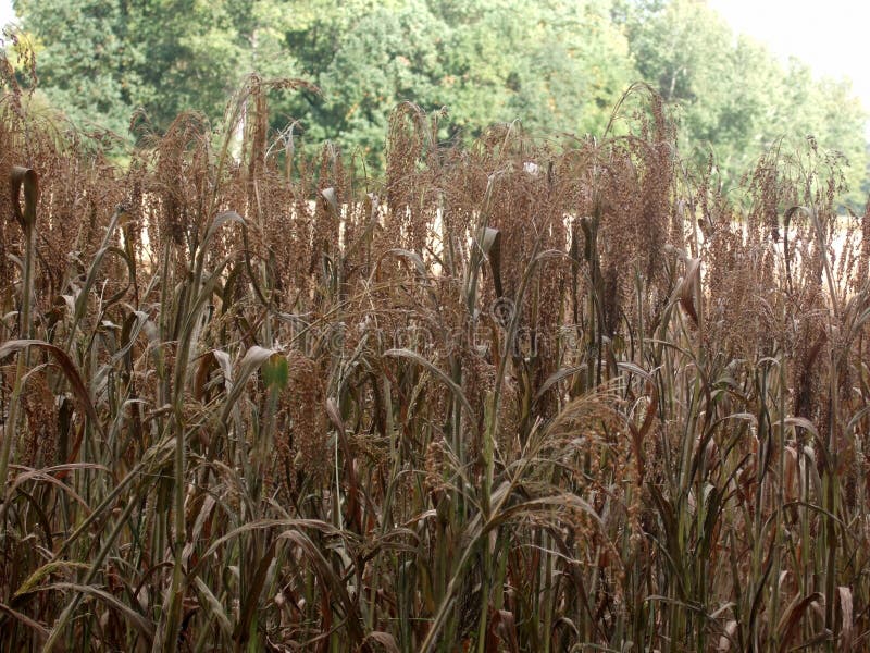Autumn grass field stock photo. Image of field, farm - 43914186