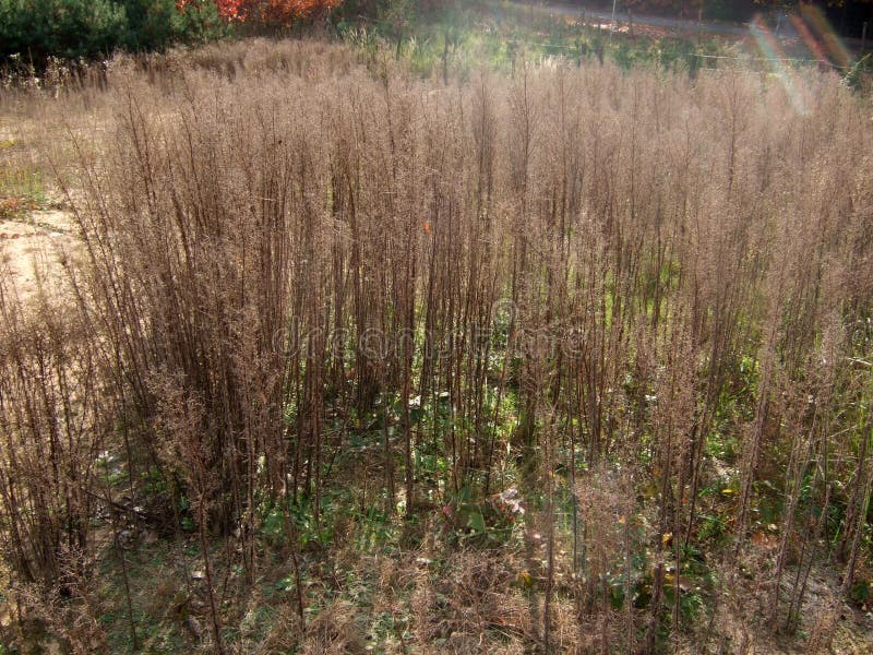 Autumn grass field stock photo. Image of grass, green - 43914202
