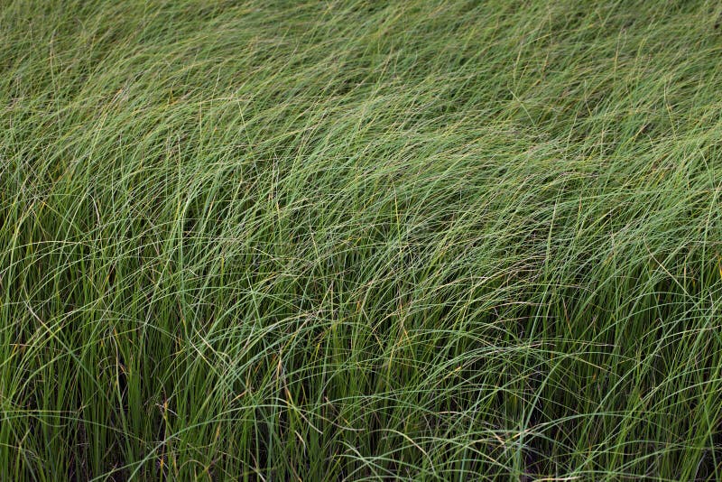 Autumn grass stock image. Image of land, grasses, yellow - 43672275