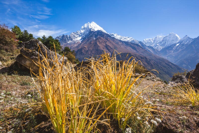 Autumn Grass in Himalayan Mountains, Nepal Stock Image - Image of ...