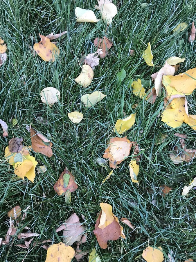 Autumn grass stock photo. Image of grass, autumn, leaves - 129923578