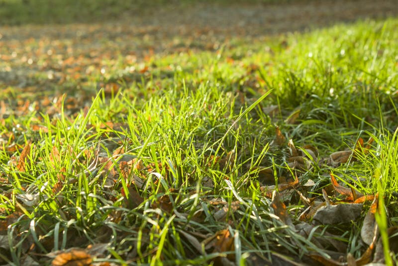 Autumn Grass stock image. Image of nature, trees, green - 41079301