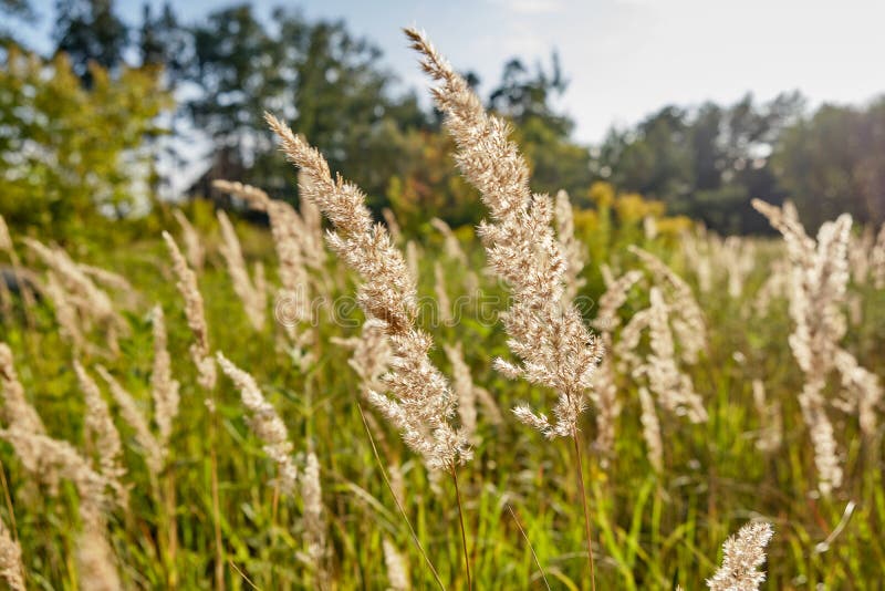 Autumn Grass at Sunset in the Field Stock Image - Image of nature, farm ...