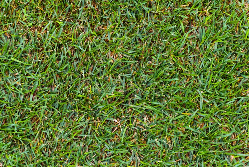 620+ Autumn grass texture Free Stock Photos - StockFreeImages