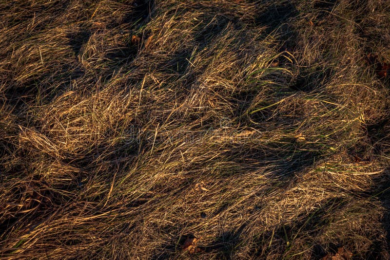 Autumn grass stock image. Image of texture, plant, climate - 83338087