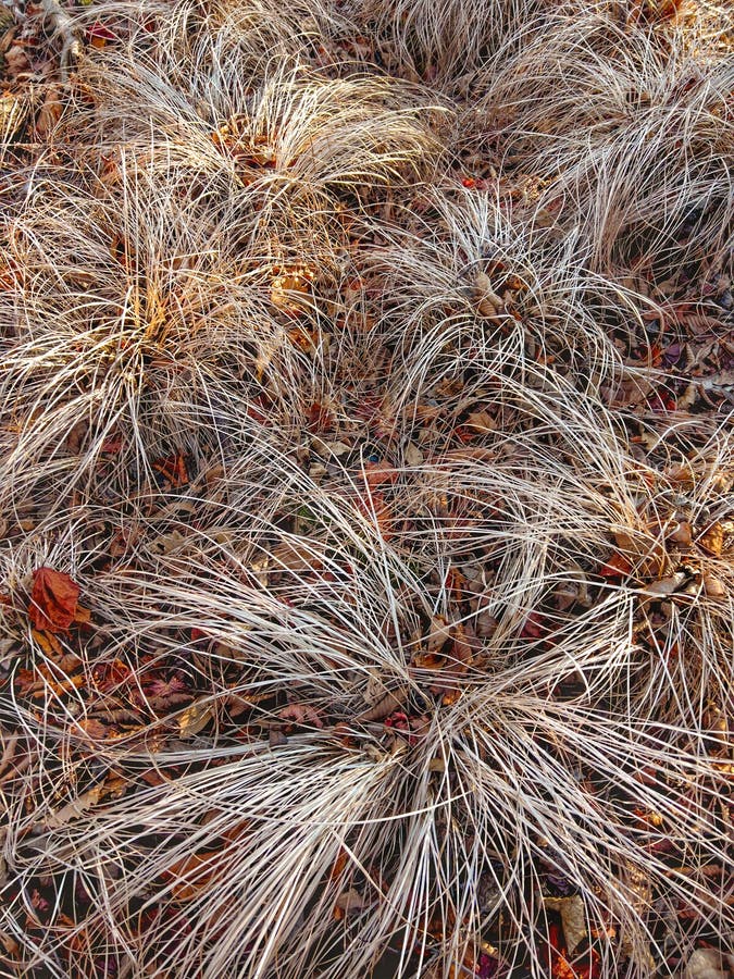 Autumn grass background stock photo. Image of autumn - 234541022