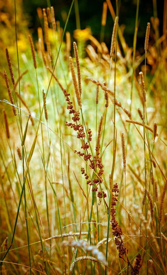 Autumn Grasses stock photo. Image of nature, autumn, field - 29149300