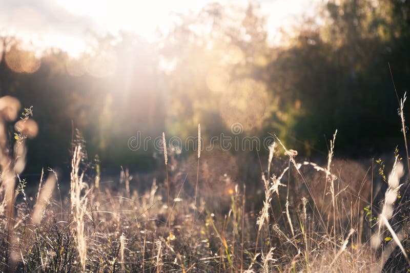 Autumn Grasses in a Field at Sunset. Stock Image - Image of garden ...