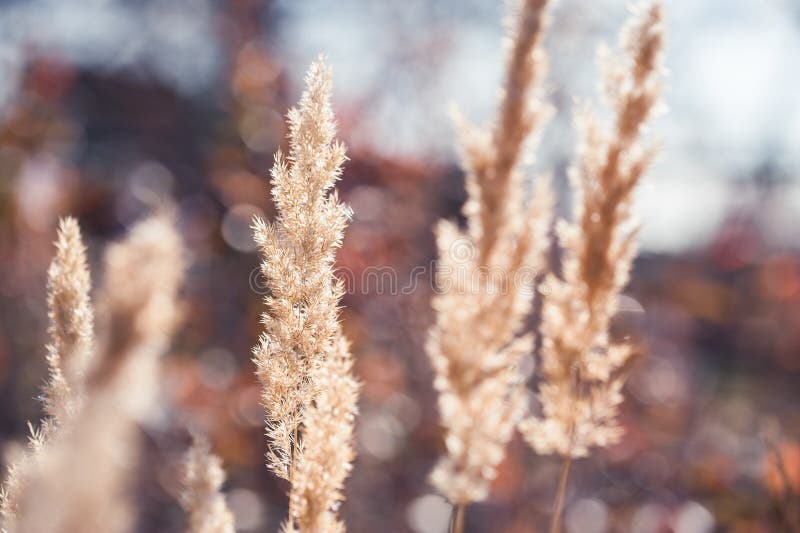 Autumn grasses at sunset. stock image. Image of natural - 59796225