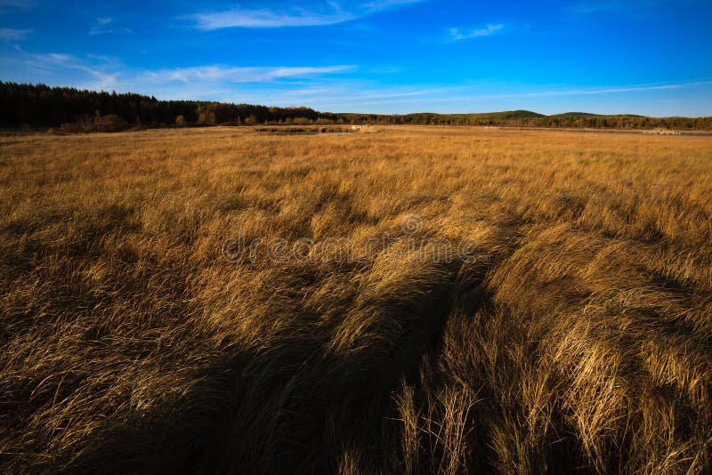 Grassland stock image. Image of life, natural, blue, reflection - 27954647