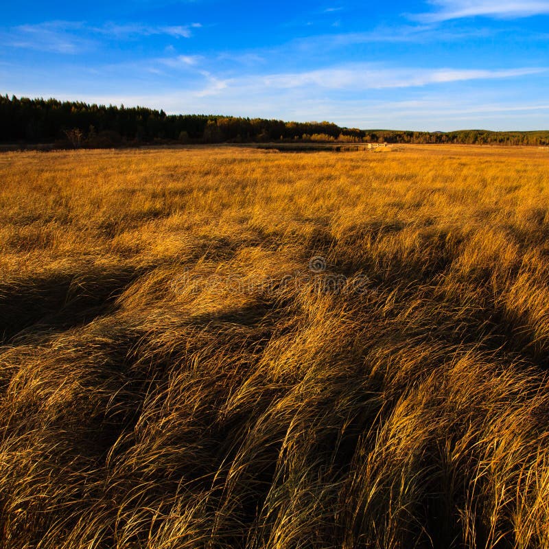 Grassland stock image. Image of life, natural, blue, reflection - 27954647