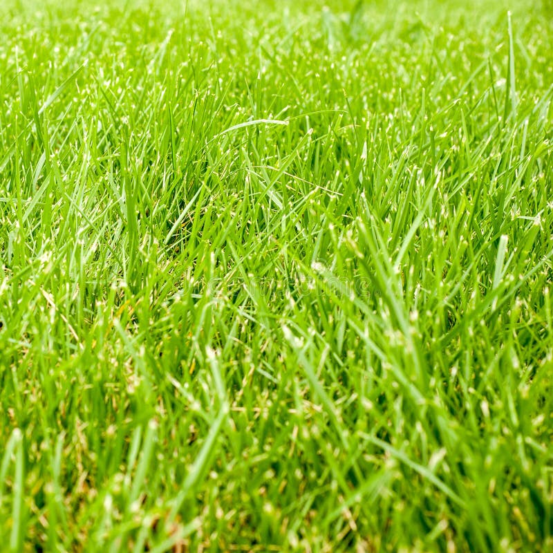 Autumn - green grass stock photo. Image of autumn, morning - 78723244