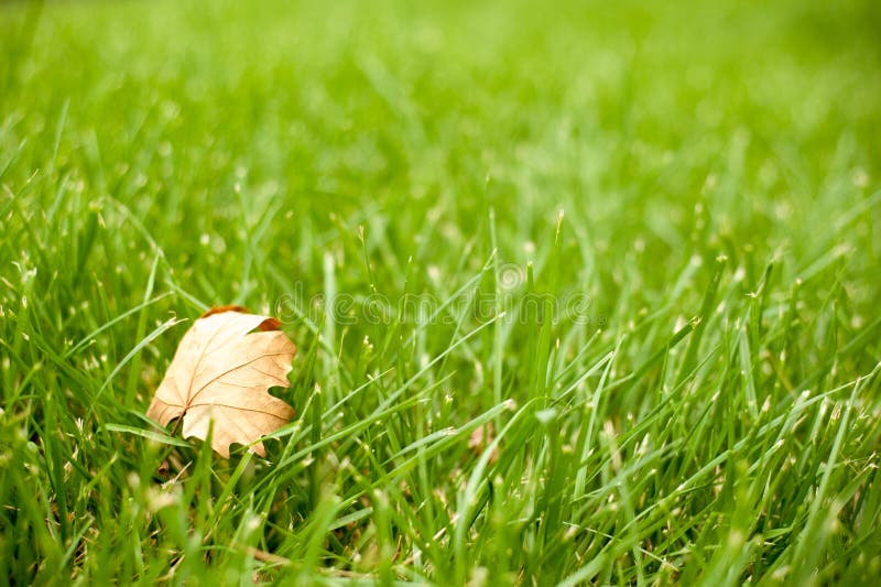 Autumn - Green Grass with a Yellow Leaf Stock Photo - Image of ...