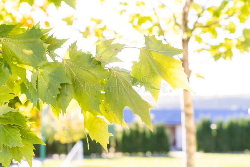 Autumn Green Maple Leaf. Early Autumn. Stock Photo - Image of pattern ...