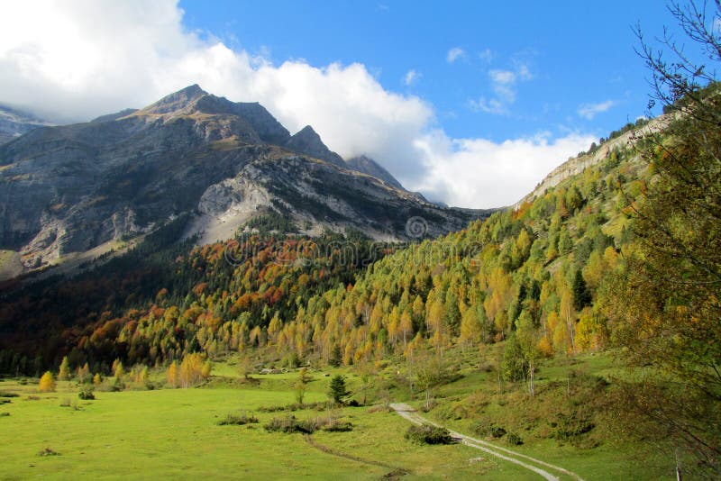 Autumn Green and Yellow Tree Forest in the Mountains Stock Image ...