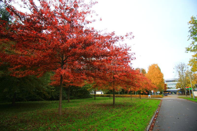 Autumn in Groningen Netherlands Stock Photo - Image of trees, europe ...
