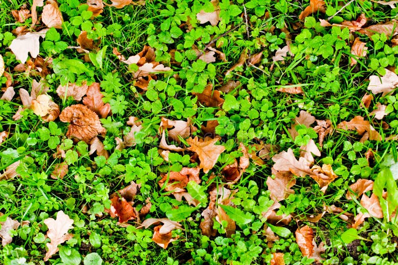 Autumn ground stock photo. Image of lush, green, lawn - 11933968