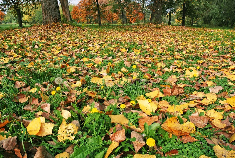 Tree leaf stock image. Image of ground, twig, generic - 1057919