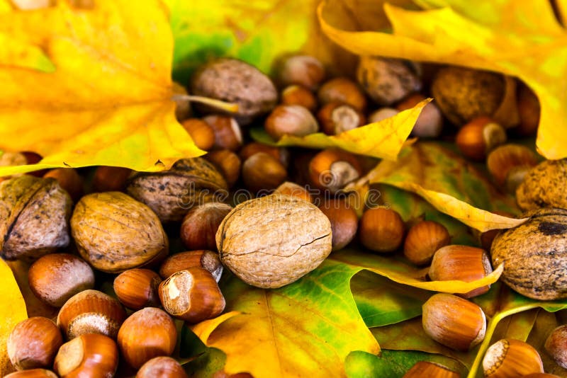 Autumn ground stock image. Image of leaves, effect, colorful - 32055829