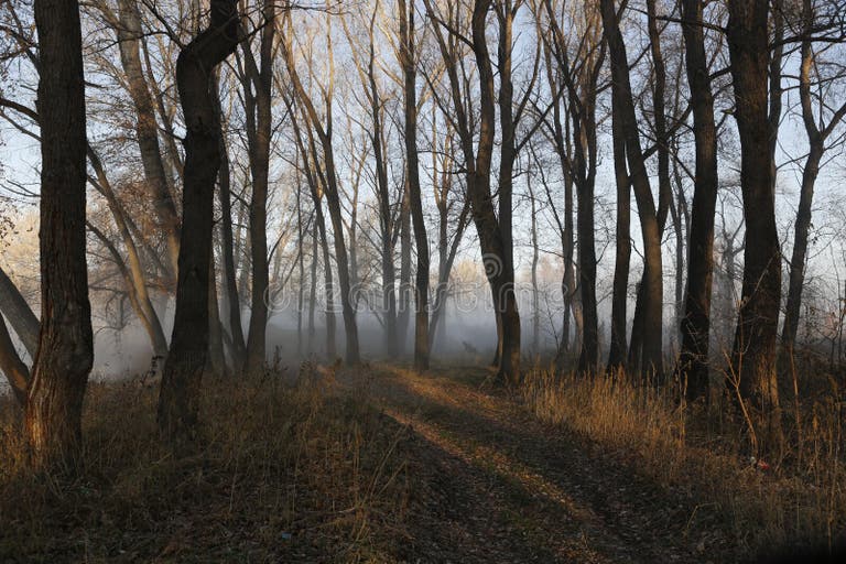 Autumn grove stock image. Image of trees, flora, groves - 85856411