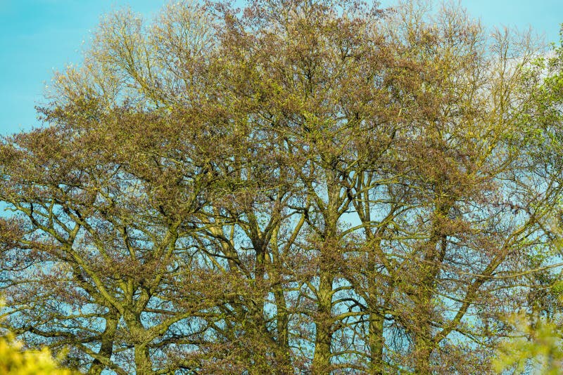 Large Deciduous Tree in Autumn Colors Against the Background of the ...
