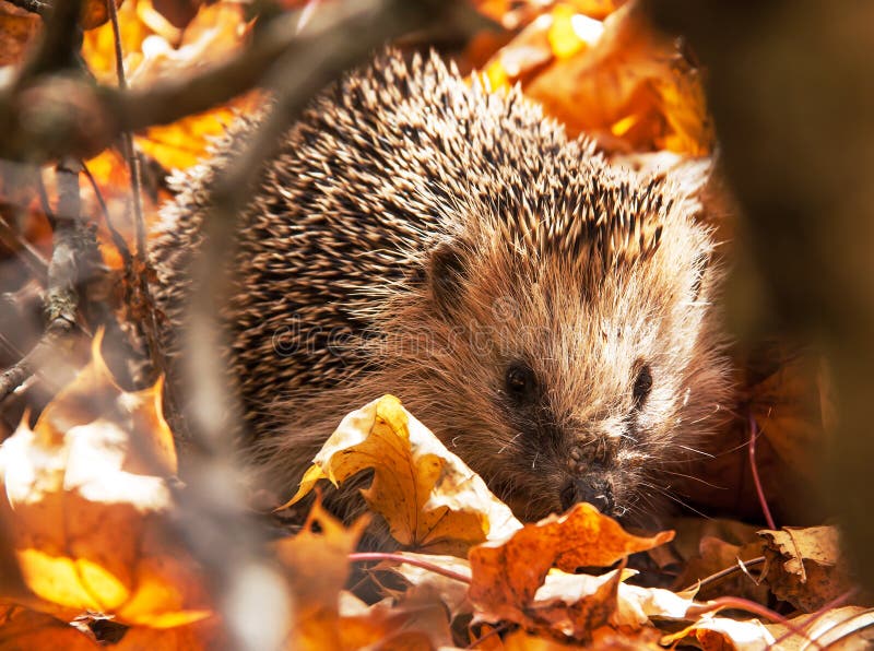 Hedgehog in the Autumn Forest Stock Photo - Image of woods, plant: 44365220