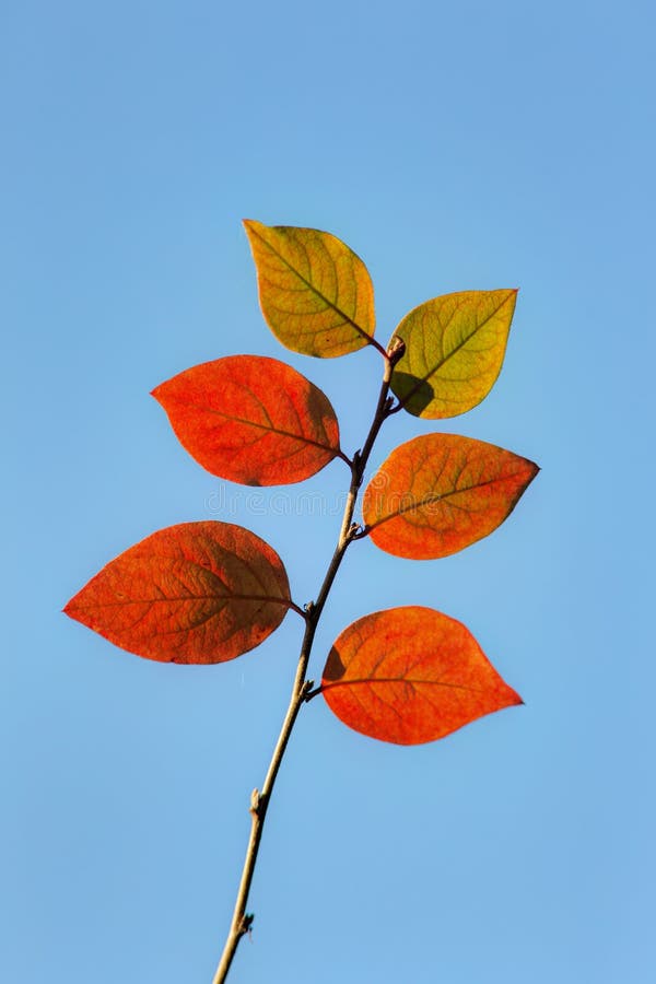 Autumn half stock image. Image of green, foliage, leaves - 60721037