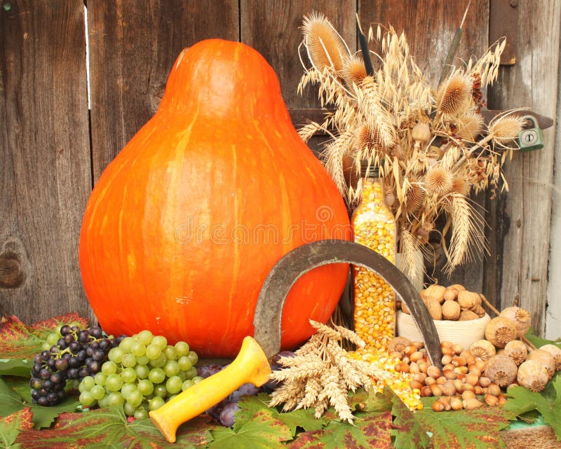 Autumn harvest stock image. Image of autumn, corn, harvest - 15922503