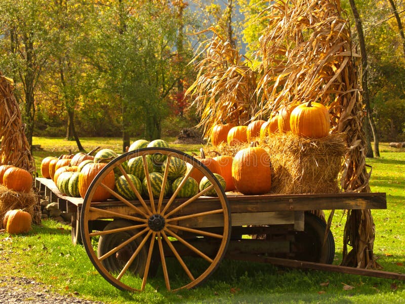 Harvest Scene stock photo. Image of season, blue, bushel - 6943466