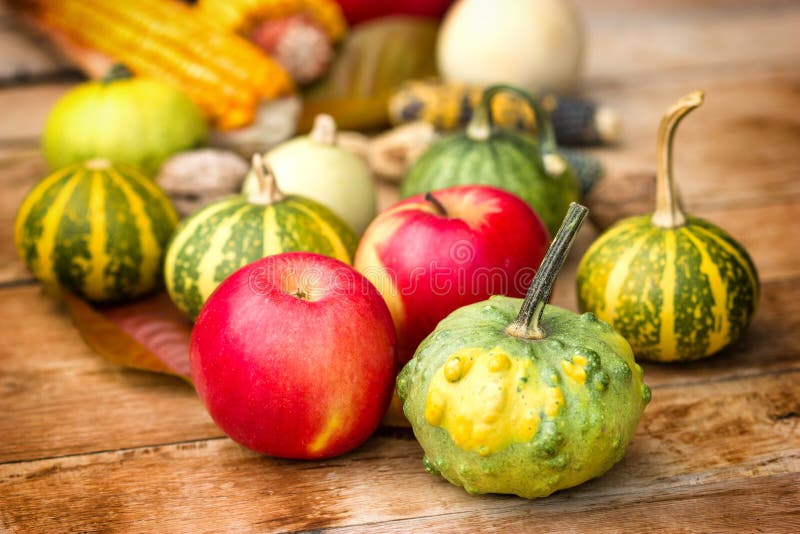 Autumn harvest stock photo. Image of crop, green, arrangement - 27886346