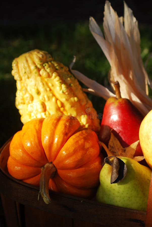 Autumn Harvest stock photo. Image of corn, outside, green - 5377584