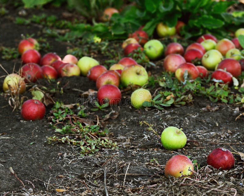 Autumn harvest of apples stock image. Image of ripe, season - 78910883