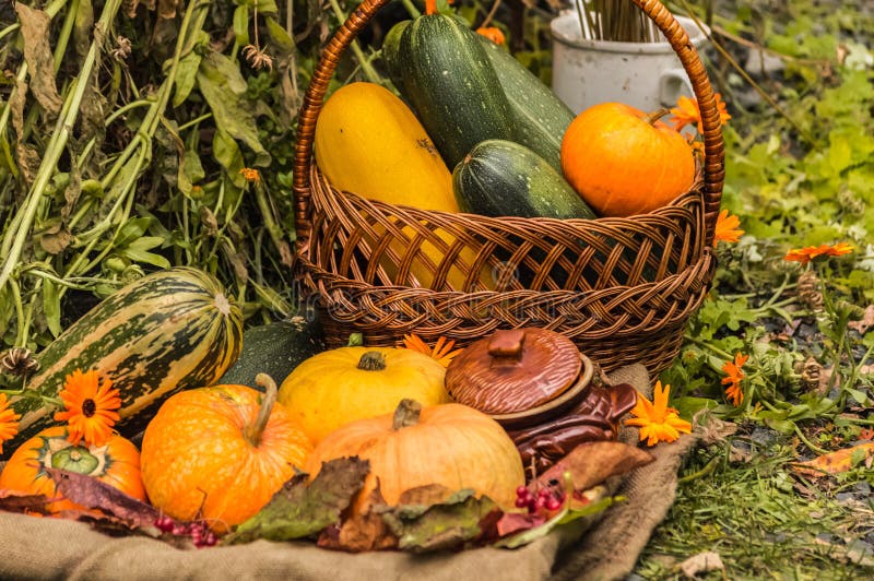 Autumn Harvest in a Basket with Pumpkins and Squash on the Grass Stock ...