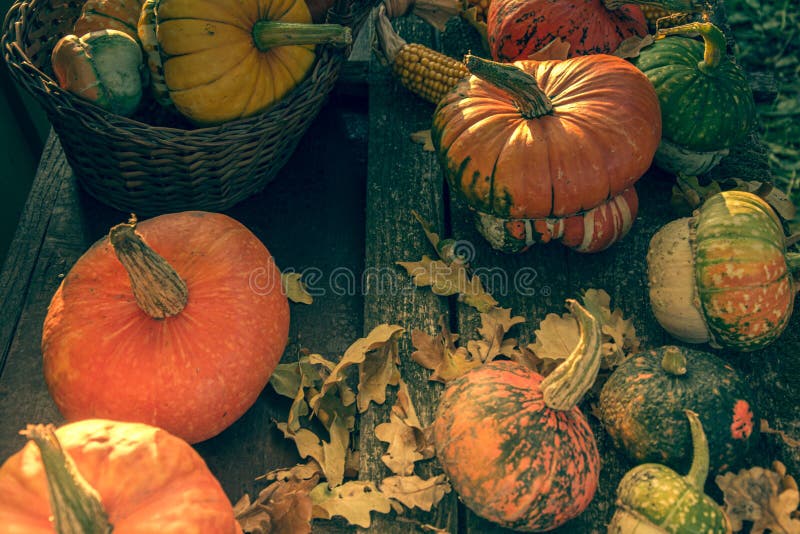 Autumn Harvest Colorful Squashes and Pumpkins in Different Varieties ...