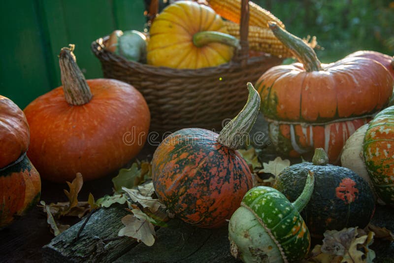 Autumn Harvest Colorful Squashes and Pumpkins in Different Varieties ...