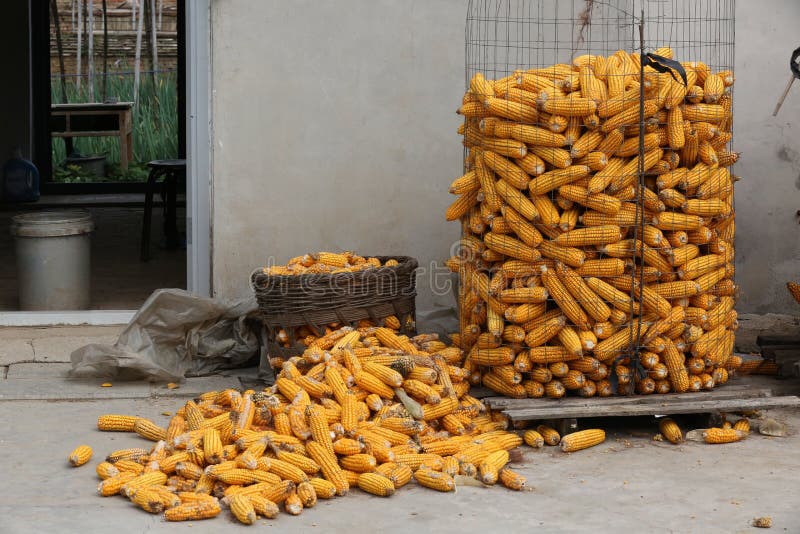 Autumn harvest stock photo. Image of autumn, food, hebei - 78944682