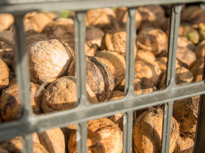 Autumn Harvest of Gathered Walnuts Stock Image - Image of natural ...