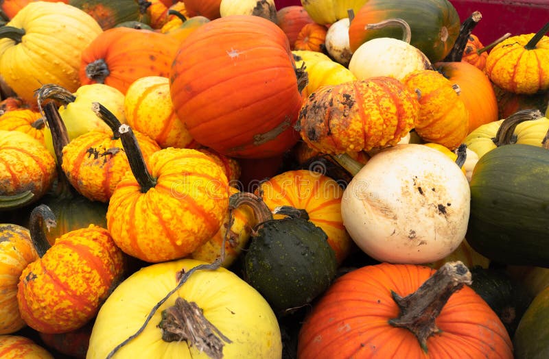 Autumn Bounty stock photo. Image of market, food, gourd - 336703214