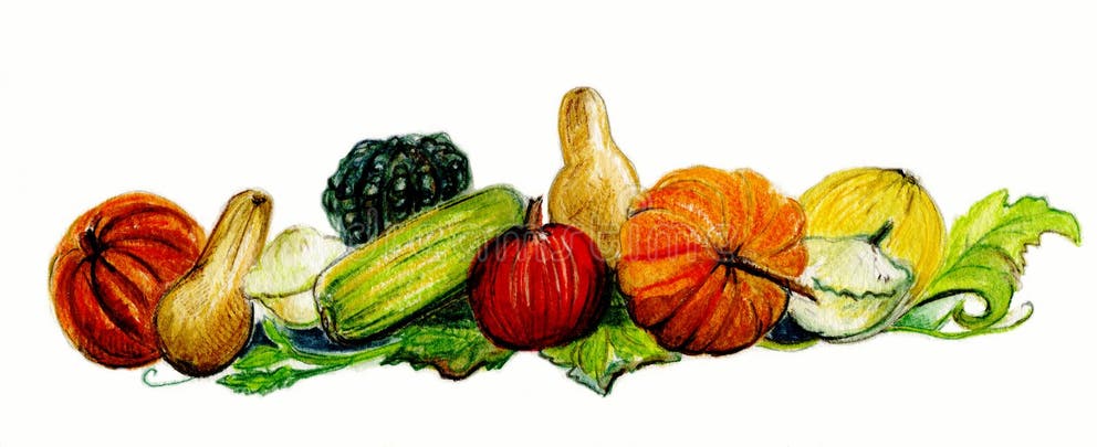 Autumn Squash Illustration Stock Illustrations – 18,234 Autumn Squash ...